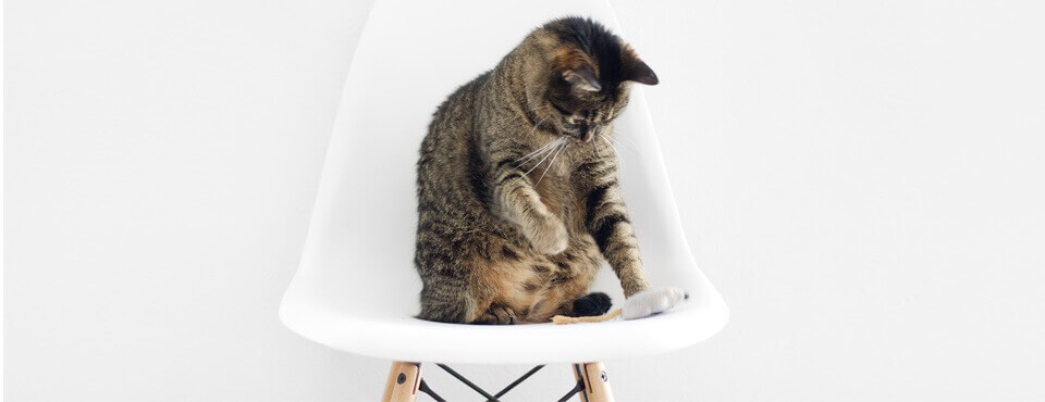 5 Cat Exercises to Help Indoor Cats Stay Fit | MyPet