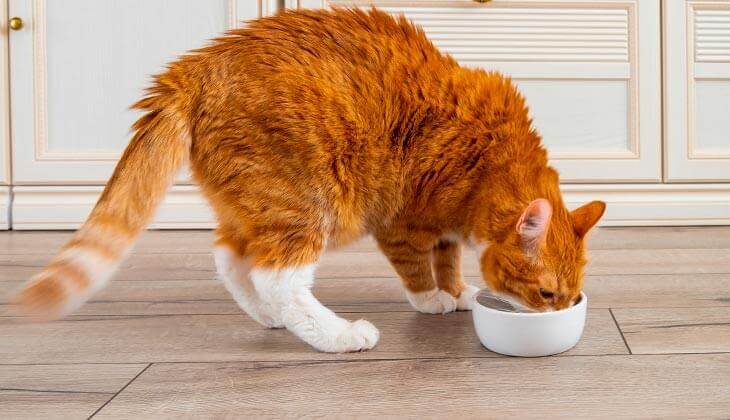 Foods Toxic to Cats: What Not to Feed Your Feline | MyPet