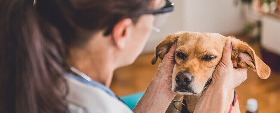 Otitis in Dogs: Causes, Symptoms, Treatments | MyPet