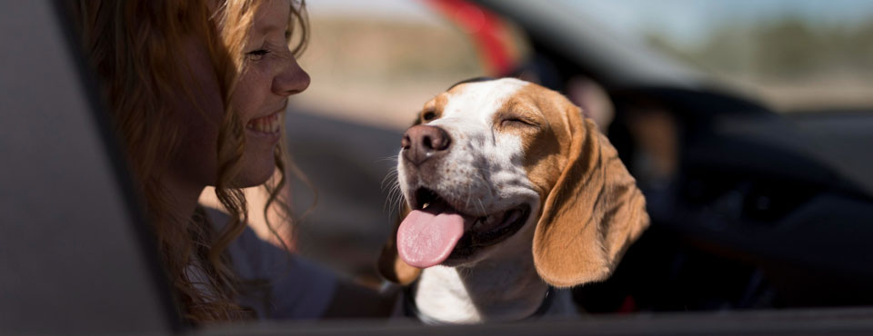 Planning a Pet-Friendly Road Trip | MyPet