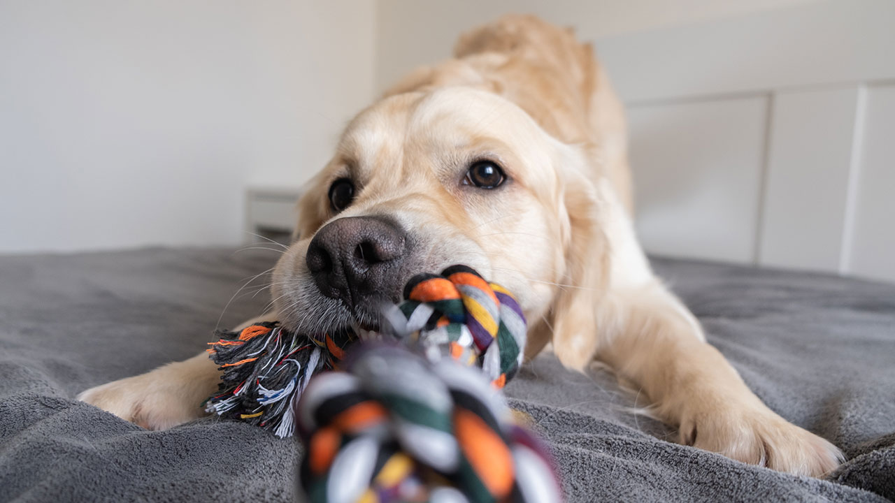 Planning a Pet-Friendly Road Trip | MyPet
